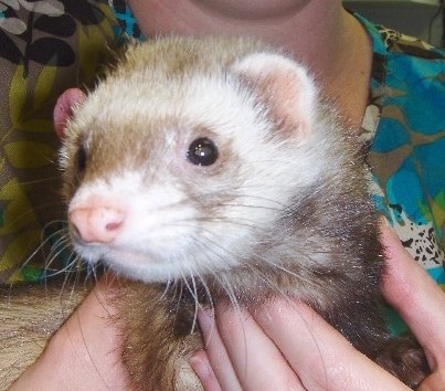 Ferret Health Care in Allentown, PA | West Valley Animal Hospital